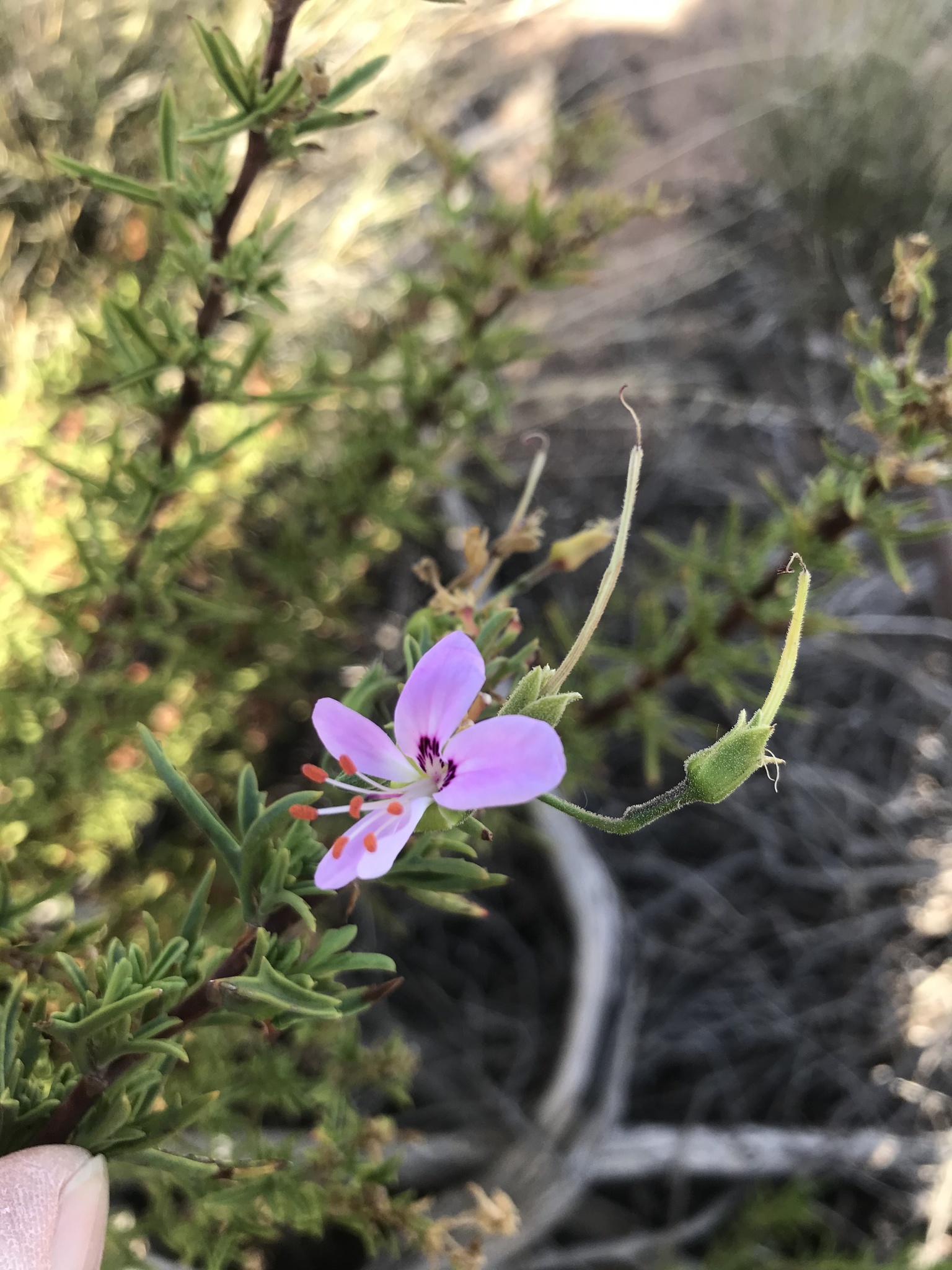 Pelargonium scabrum (L.) L'Hér.
