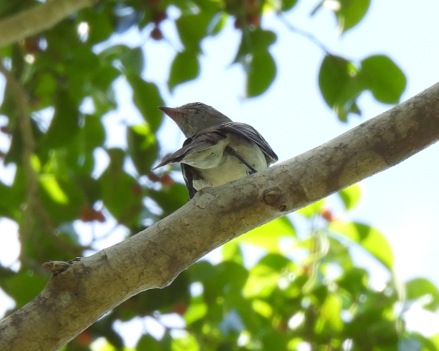 Batch of birds in Cozumel this week | BirdForum
