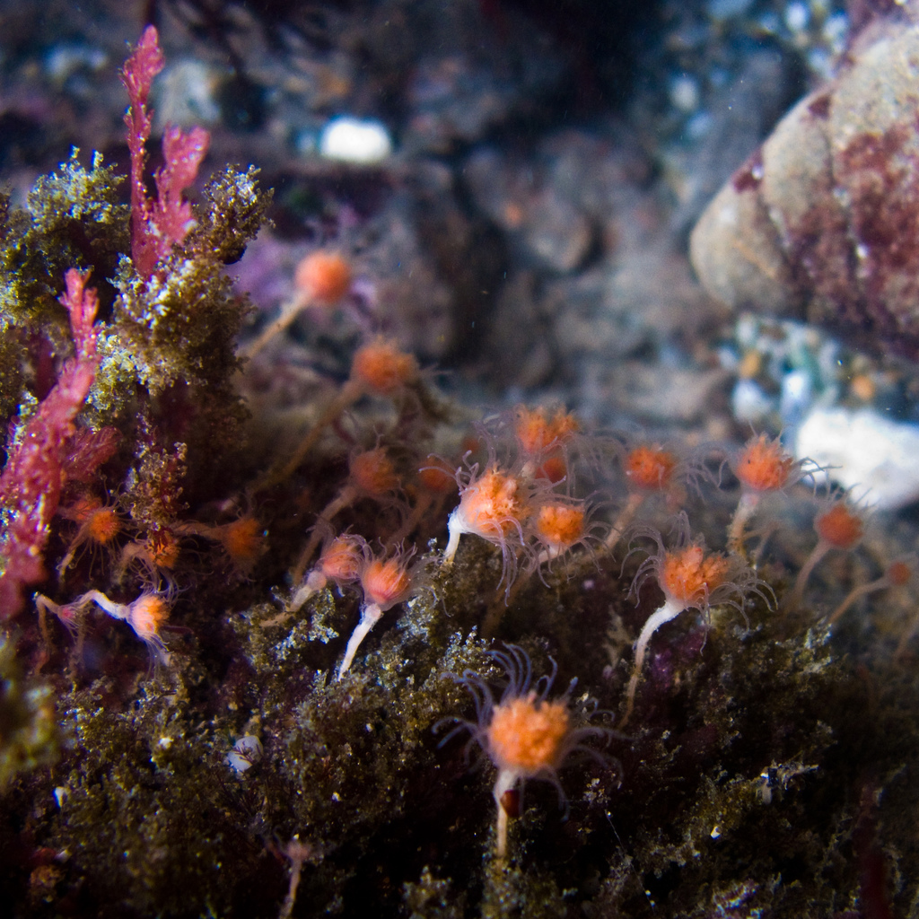 Pink-mouth Hydroid (NH Rocky Intertidal) · iNaturalist