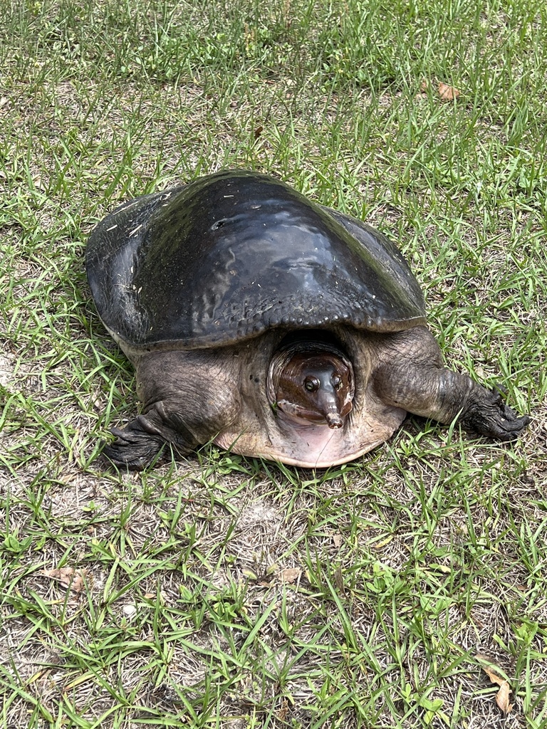 Florida Softshell Turtle from Wilson's Landing, Sanford, FL, US on ...
