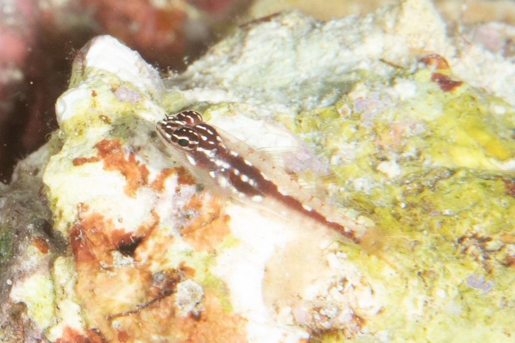 Hairfin Eviota (Eviota prasites) - Marine Life Identification
