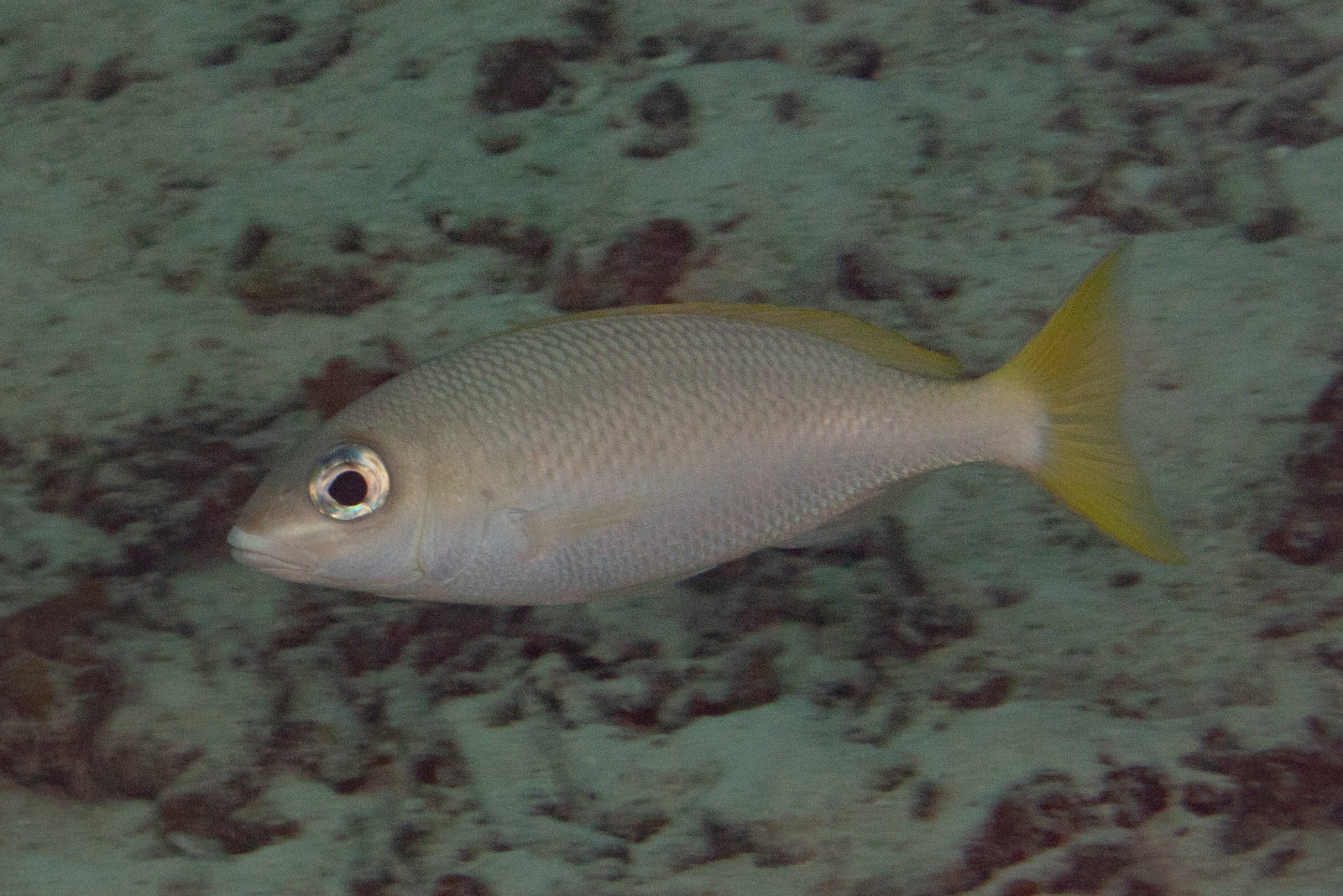 Scolopsis affinis Peters, 1877