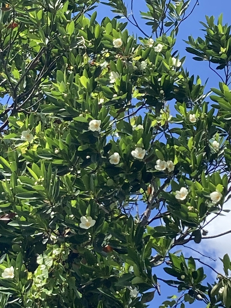 (Gordonia) - Botanical Realm