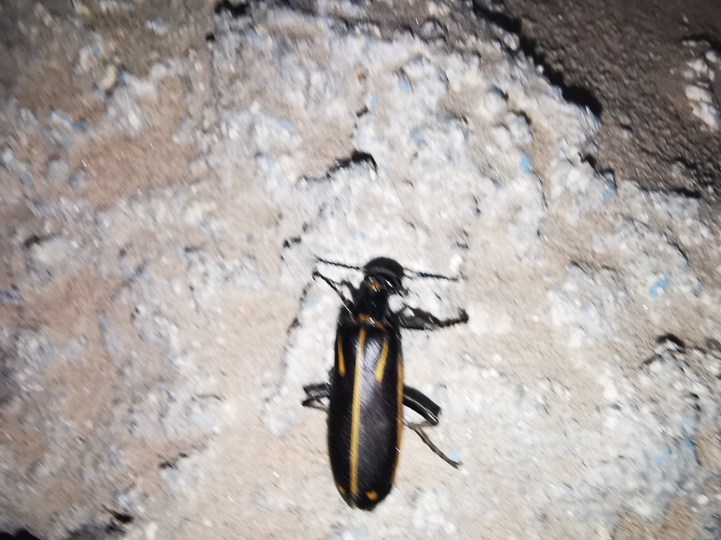 Pyrota insulata desde 26683 Coah., Mexico el 03 de abril de 2022 a las ...