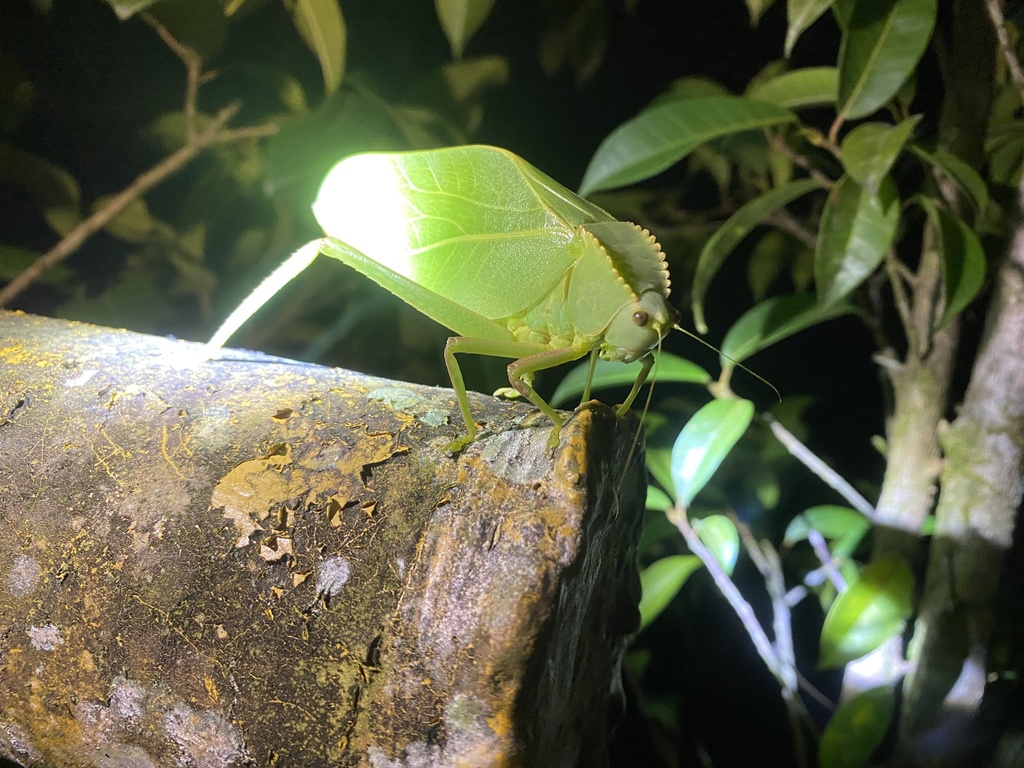 Steirodon stalii from San Carlos, Alajuela, CR on April 20, 2022 at 10: ...