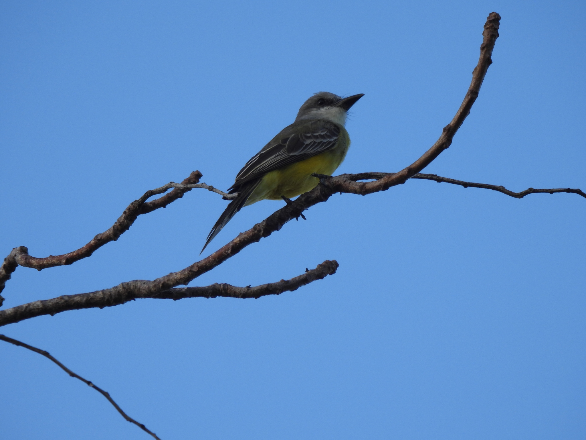 Batch of birds in Cozumel this week | BirdForum