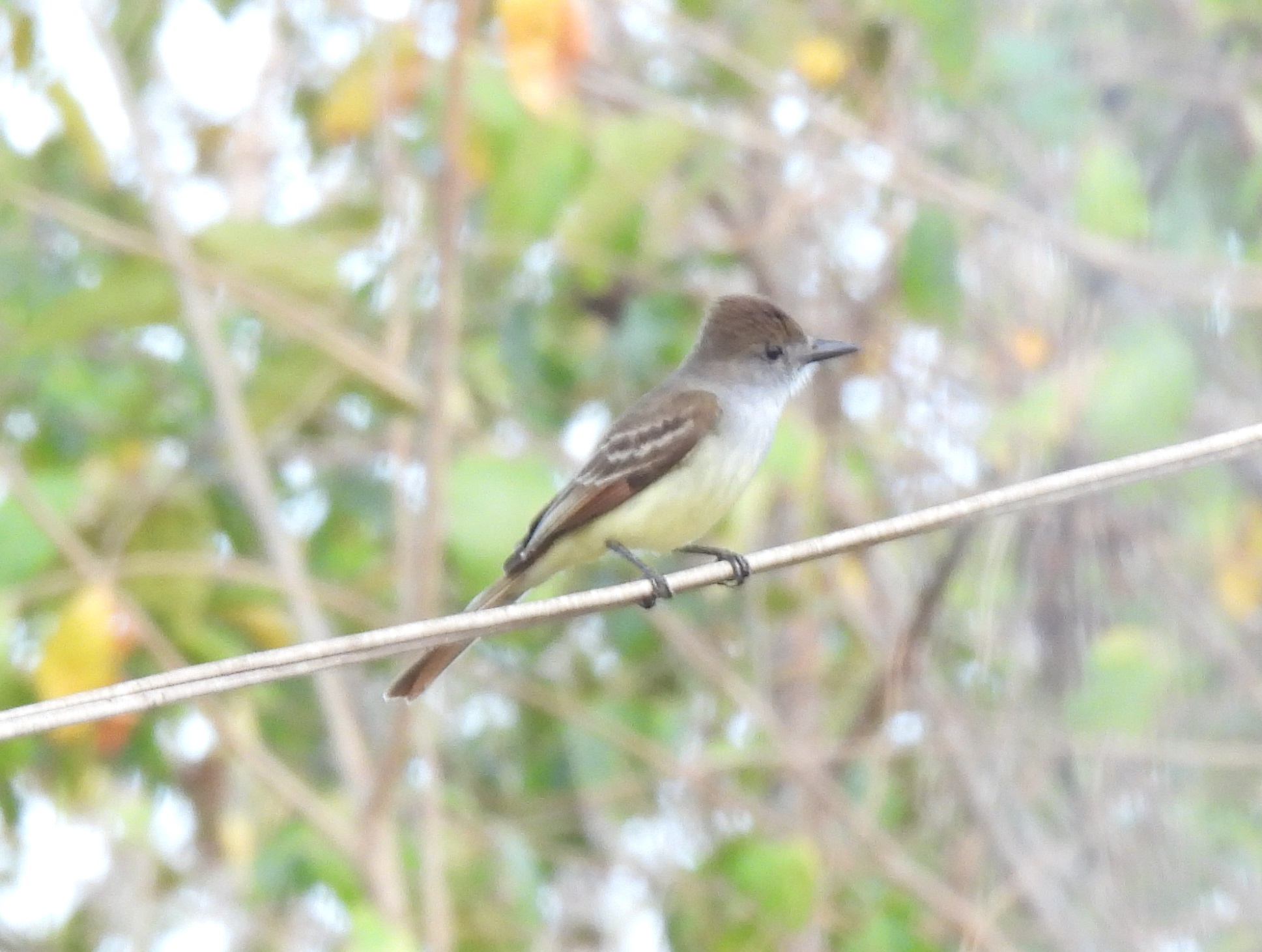 Batch of birds in Cozumel this week | BirdForum