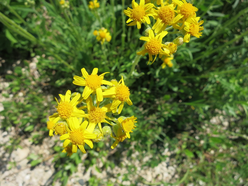Prairie Groundsel (Plants of Dallas/Fort Worth) · iNaturalist