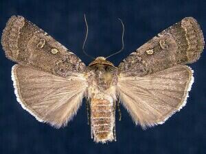Dark Dart Moth (Insects of Kern County) · iNaturalist