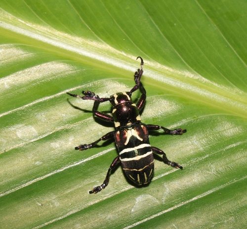 Acronia gloriosa · iNaturalist