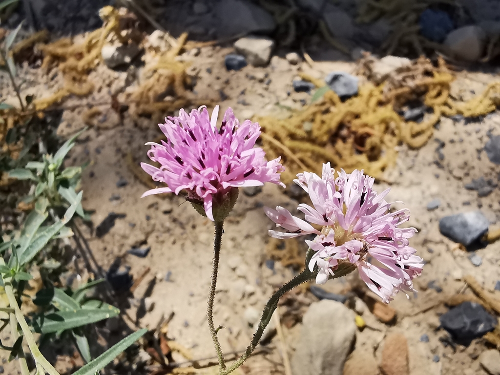 Texas palafox from 26683 Coah., Mexico on April 03, 2022 at 12:28 PM by ...