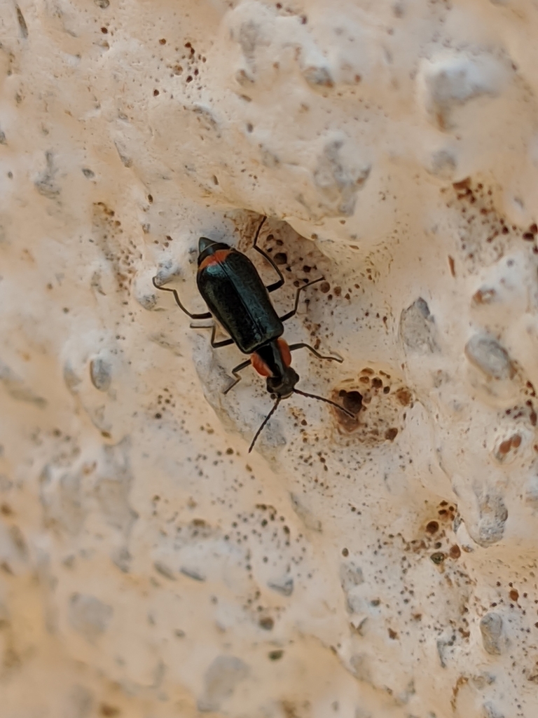 Attalus elzeari in April 2022 by aggranada · iNaturalist