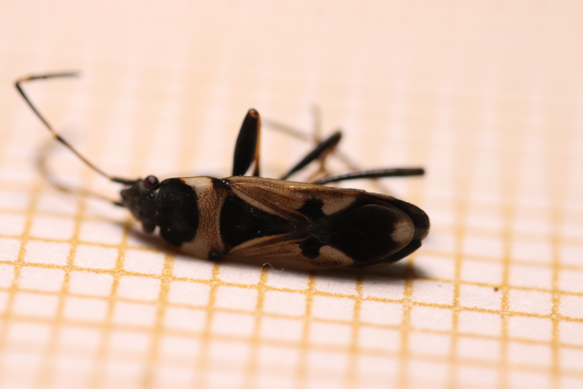 Raglius confusus (Reuter, 1886)