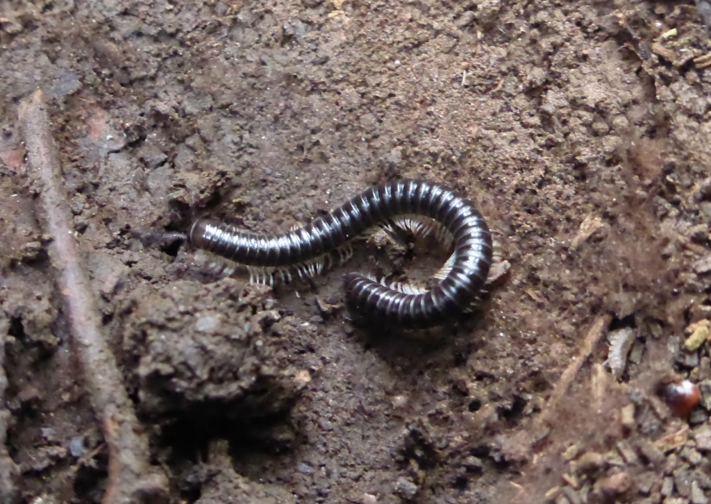 White-legged Snake Millipede from 25300 Pontarlier, France on April 23 ...