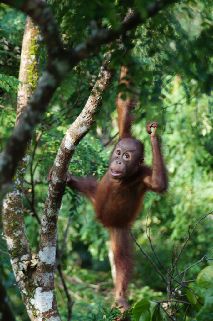 Great Apes (Hominidae) - Know Your Mammals