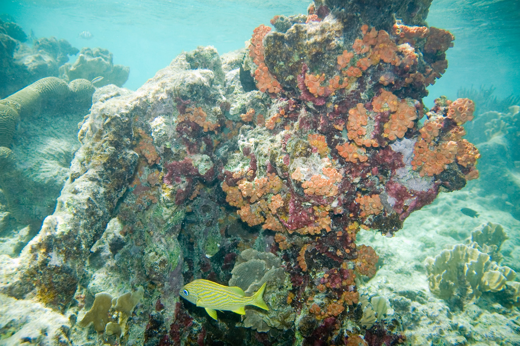 Tubastraea (California Academy of Sciences, Philippine Coral Reef ...
