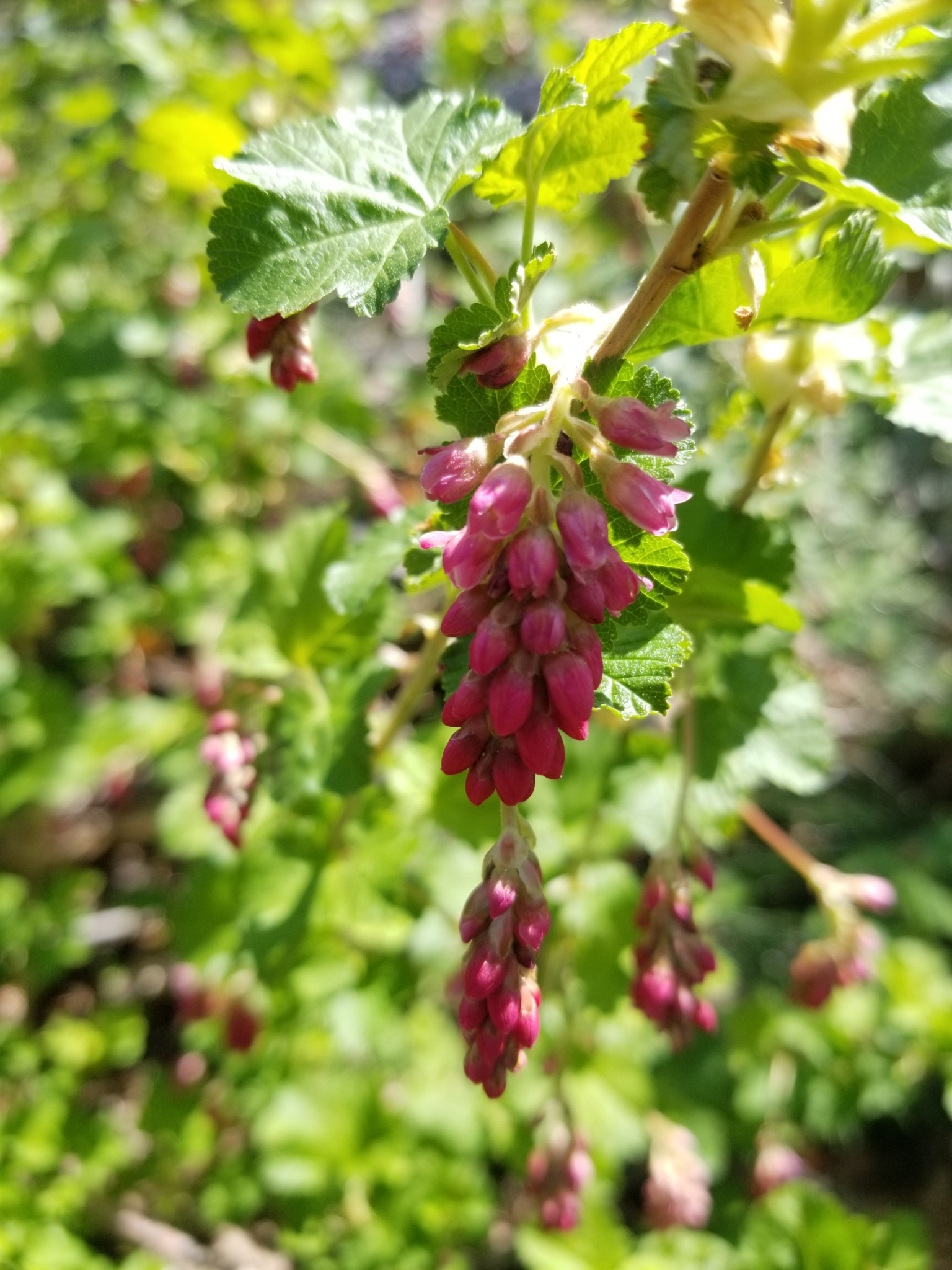 Ribes nevadense Kellogg