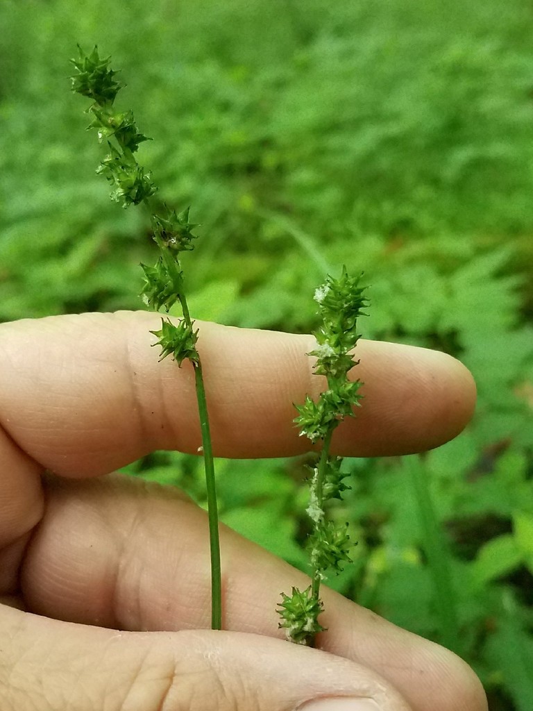 bur reed sedge from Washington County, PA, USA on June 3, 2018 at 10:32 ...
