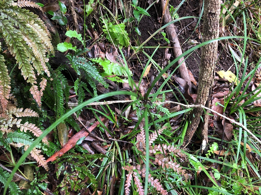 Cyperus tetraphyllus R.Br.