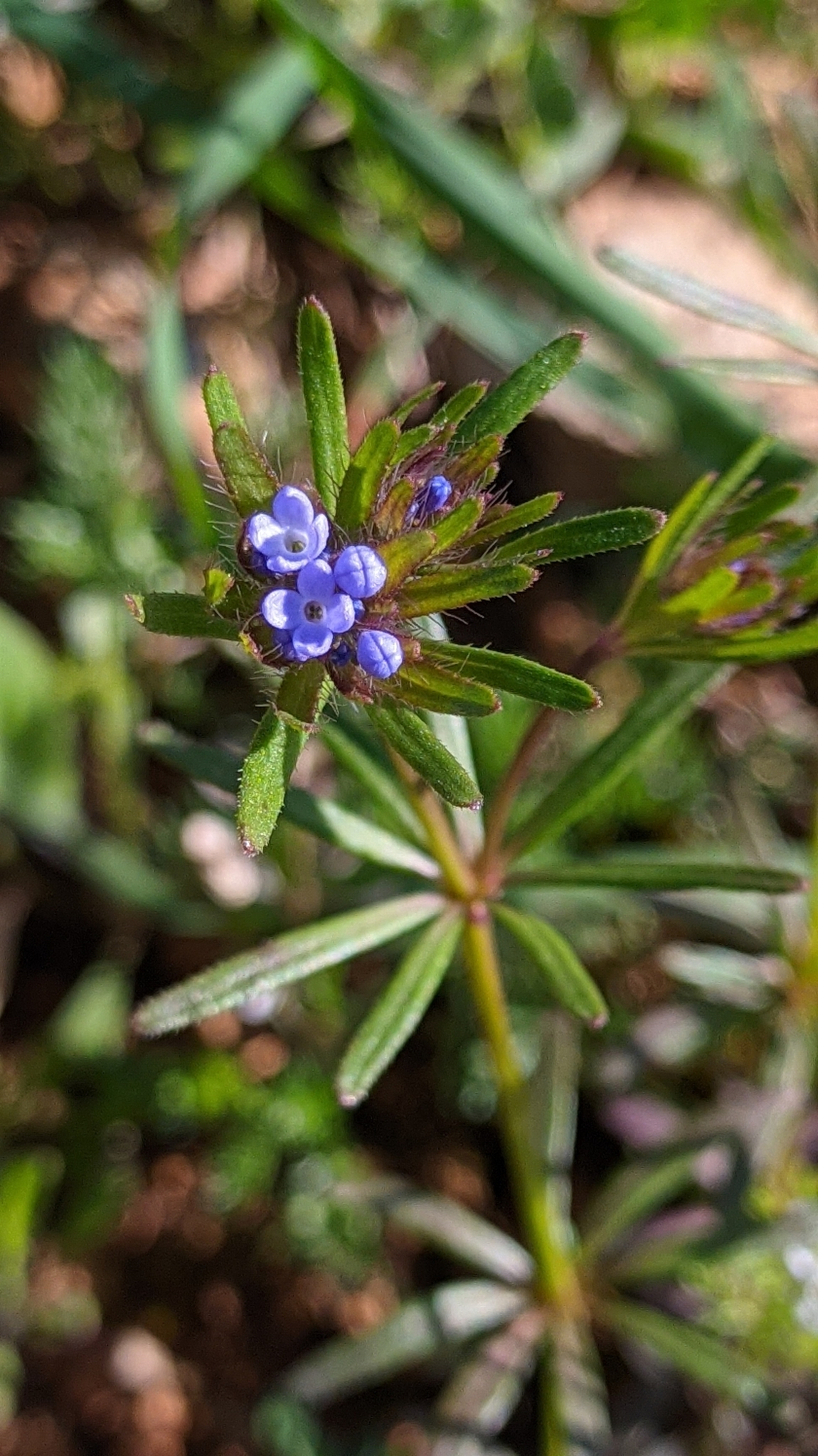 Asperula arvensis L.