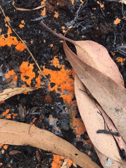 Pyronema Carus, 1834