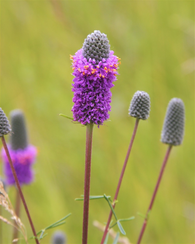 prairie clovers (Fabaceae (Pea) of the Pacific Northwest) · iNaturalist