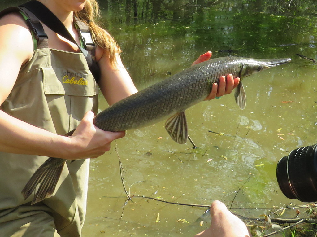 Shortnose Gar from Lake County, TN, USA on April 22, 2022 at 04:13 PM ...