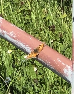 California Tortoiseshell from Capital, BC, Canada on April 22, 2022 at ...