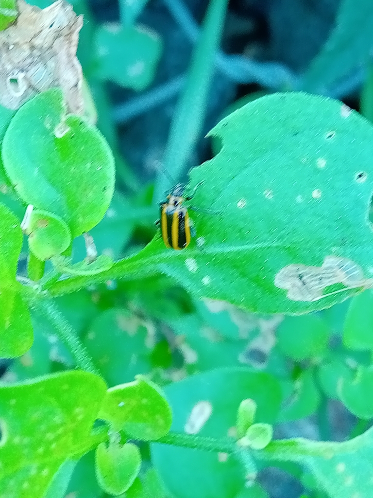 Tobacco Slug Beetle from La Lucila, Provincia de Buenos Aires ...