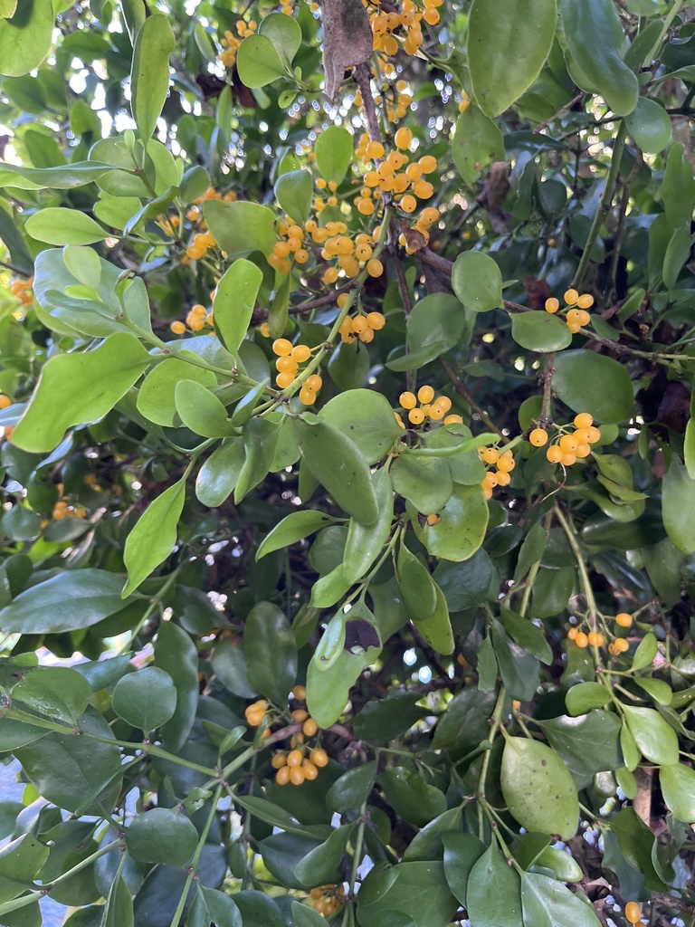 Green mistletoe in April 2022 by Kimberley Collins · iNaturalist