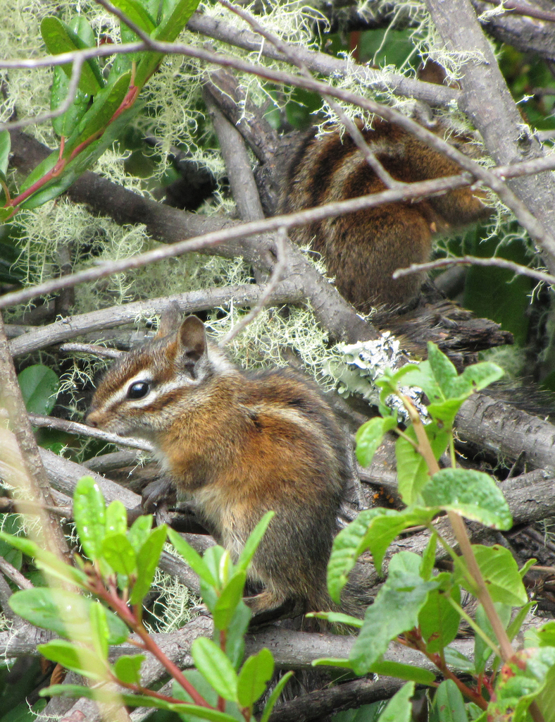 Merriam's Chipmunk (Neotamias merriami) - Know Your Mammals