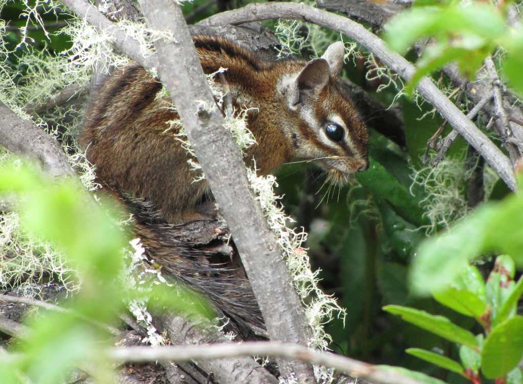 Merriam's Chipmunk (Neotamias merriami) - Know Your Mammals