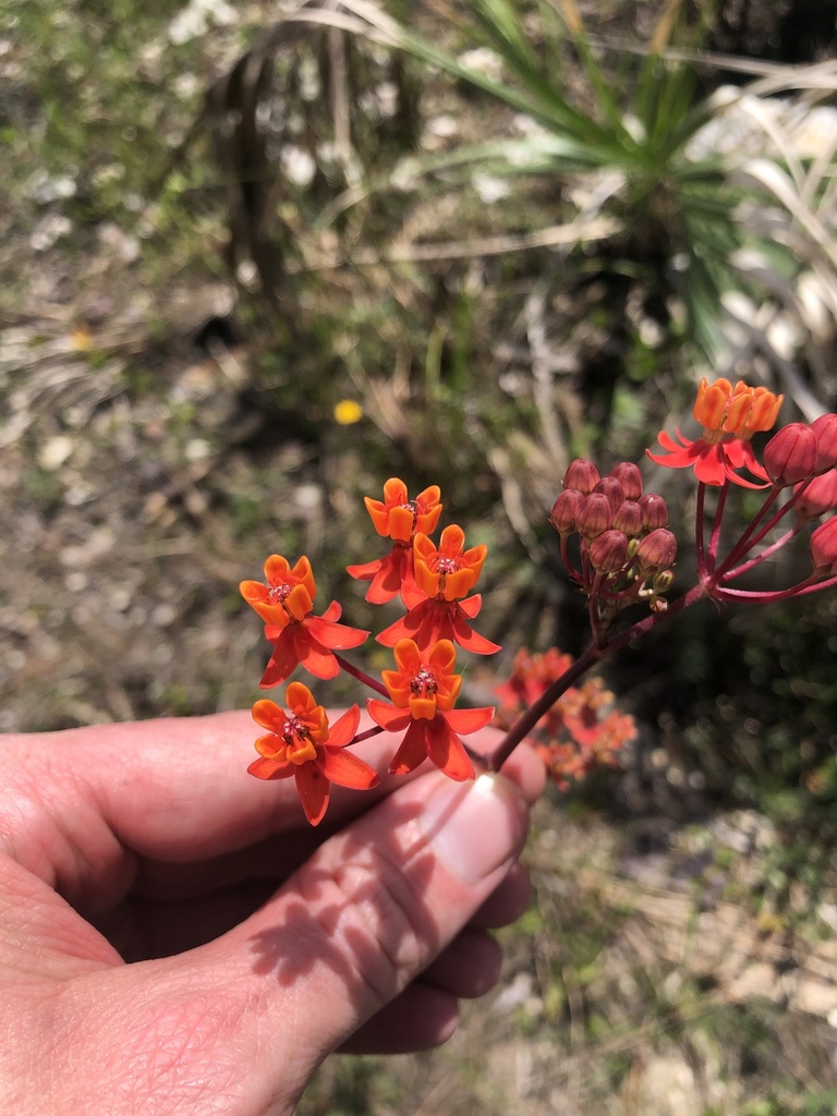fewflower milkweed from Everglades National Park, Homestead, FL, US on ...
