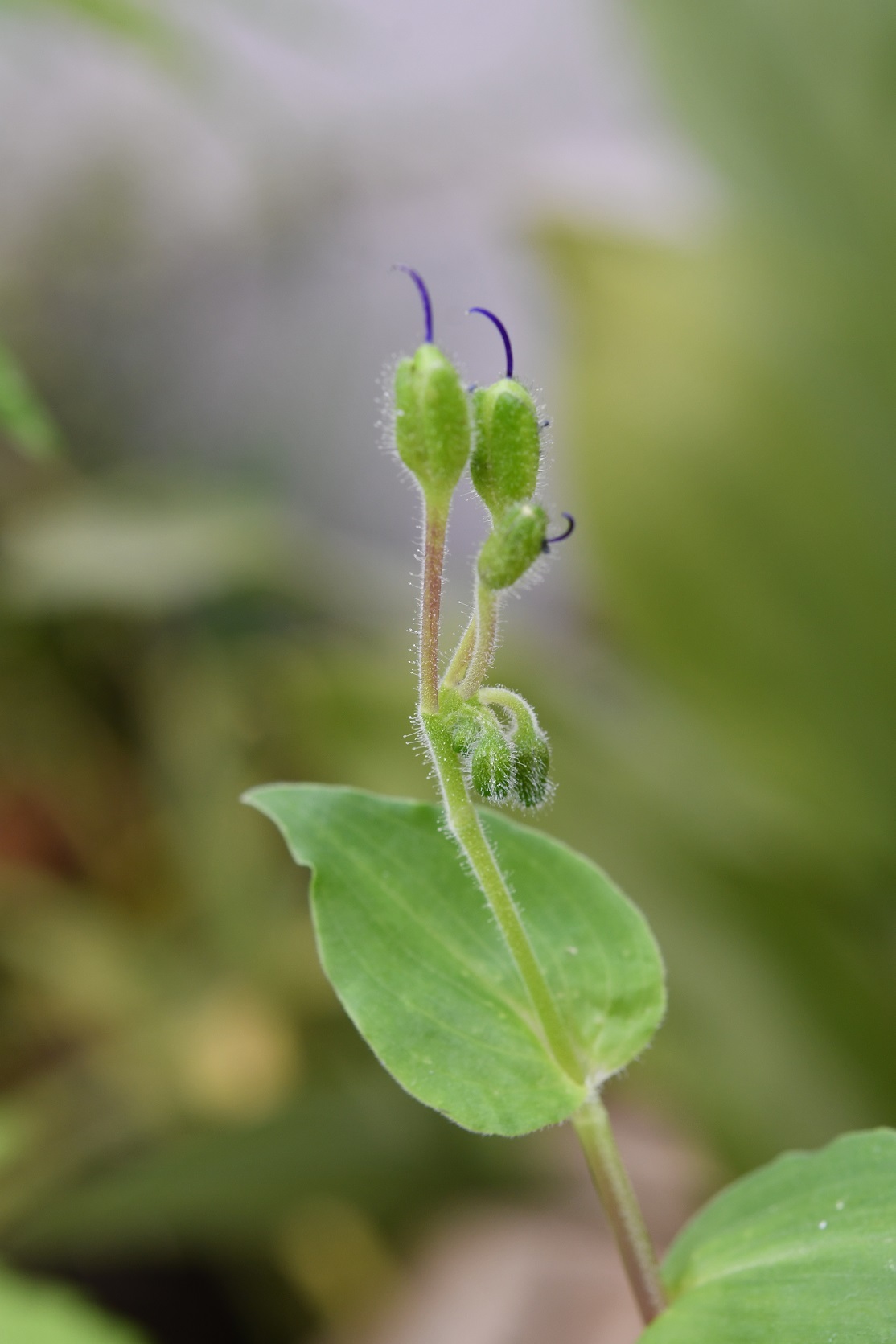 Tinantia erecta (Jacq.) Fenzl