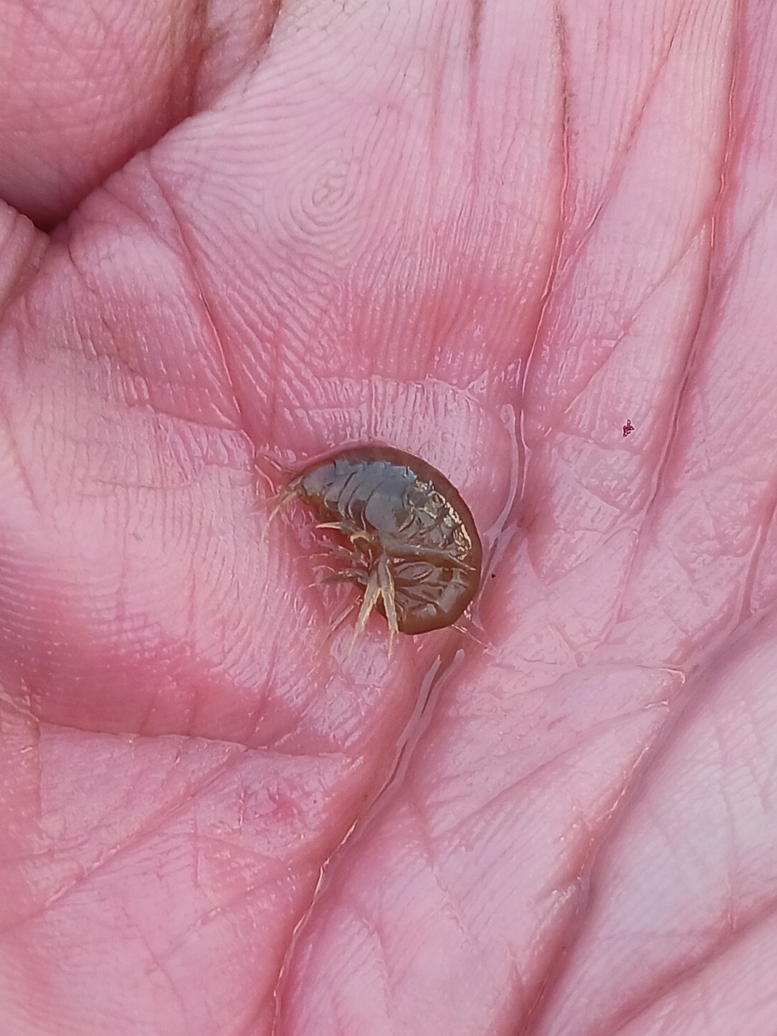 Gammarus lacustris G.O.Sars, 1863