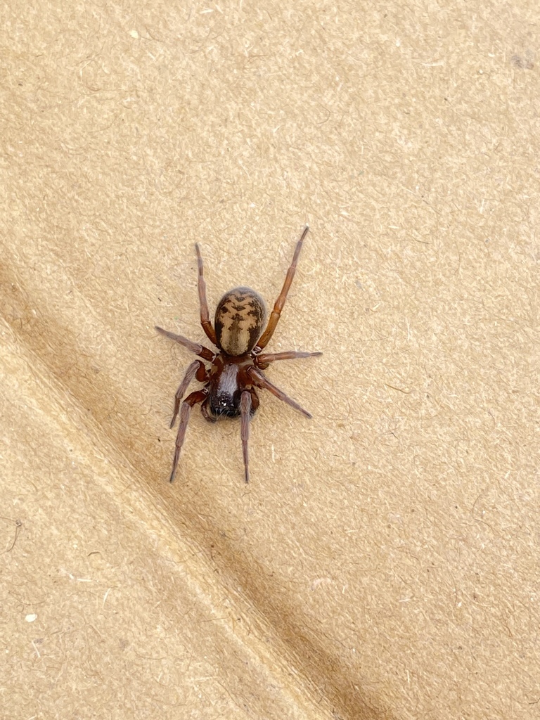 Bennett's Laceweaver from Birch Hill Rd, Patterson, NY, US on April 24 ...