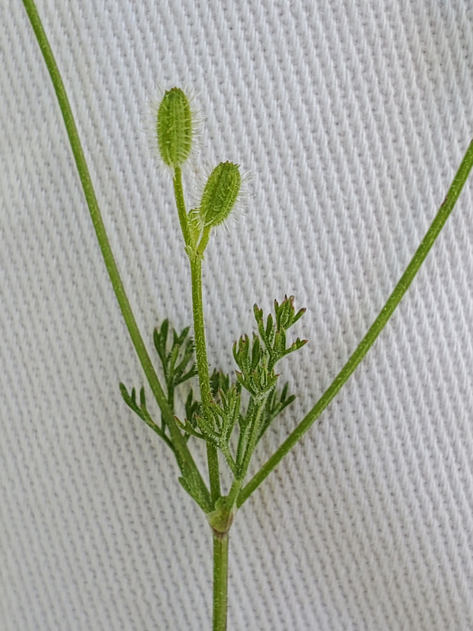 Yabea microcarpa (Hook. & Arn.) Koso-Pol.