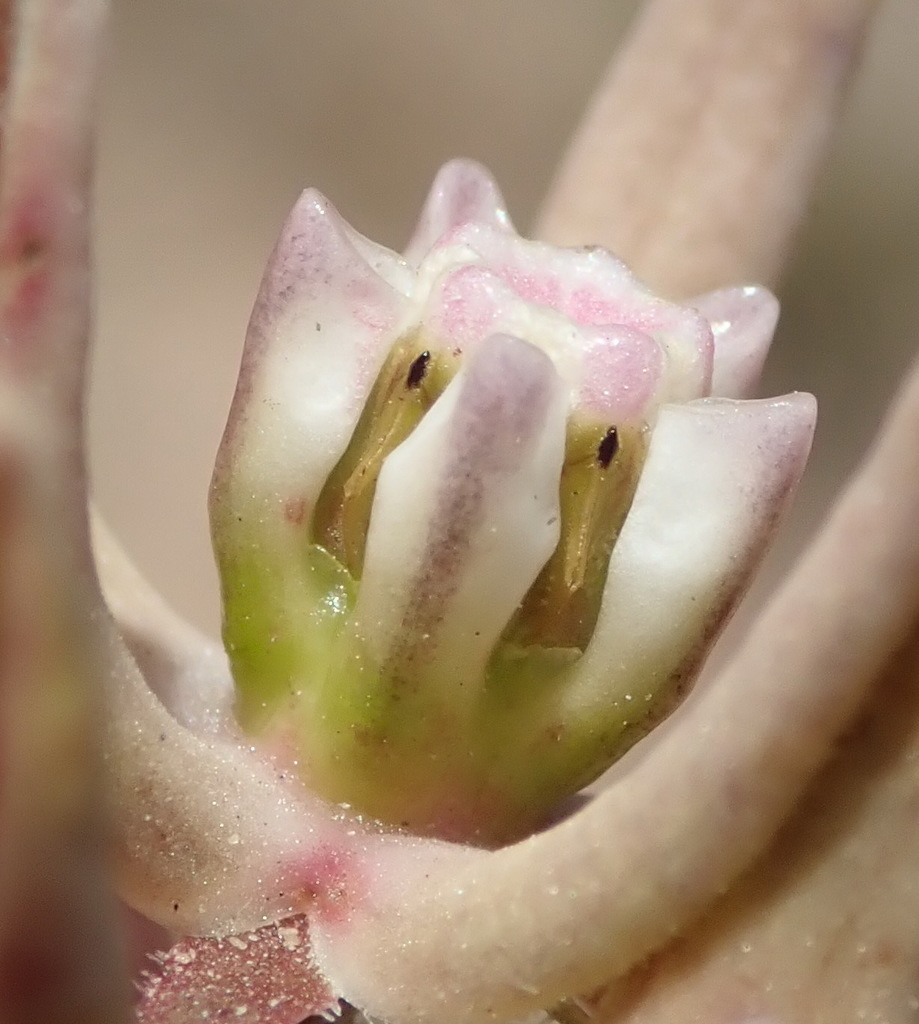 Asclepias navicularis from Heaven in the Langkloof, Western District ...