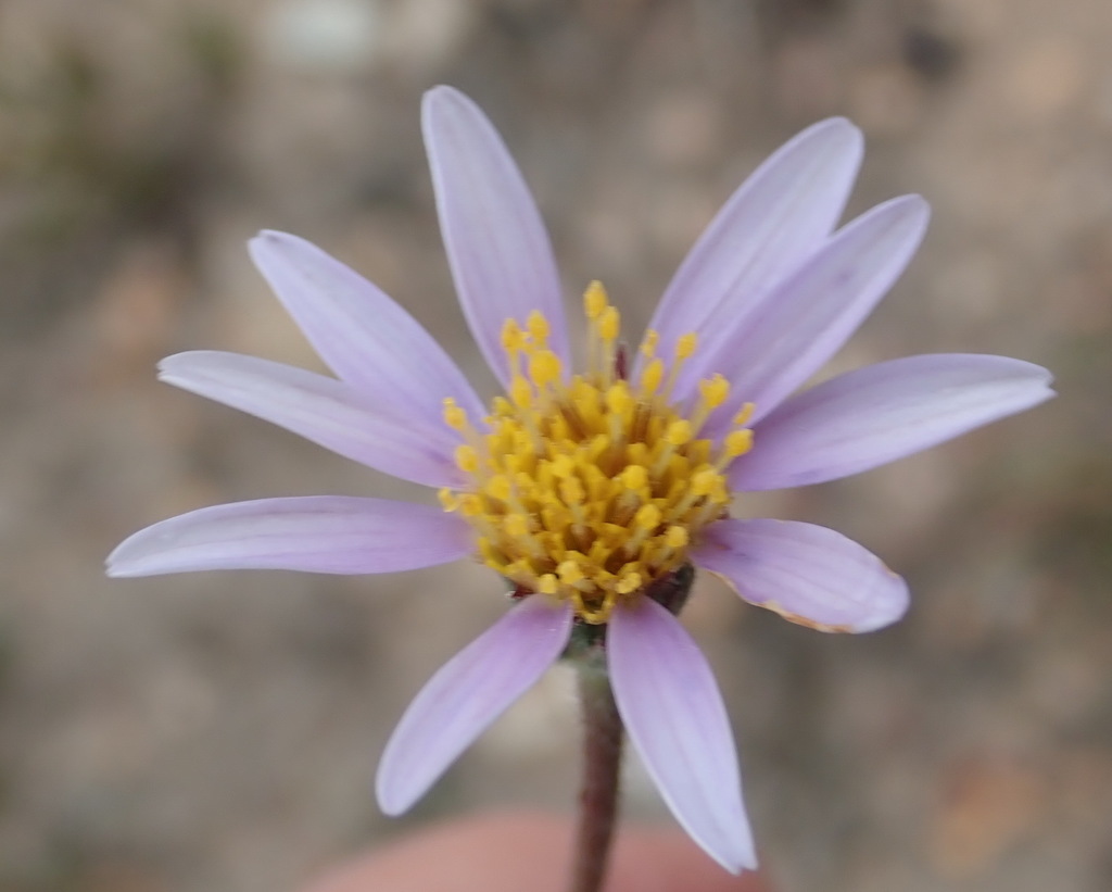 Afroaster hispidus from Heaven in the Langkloof, Western District ...