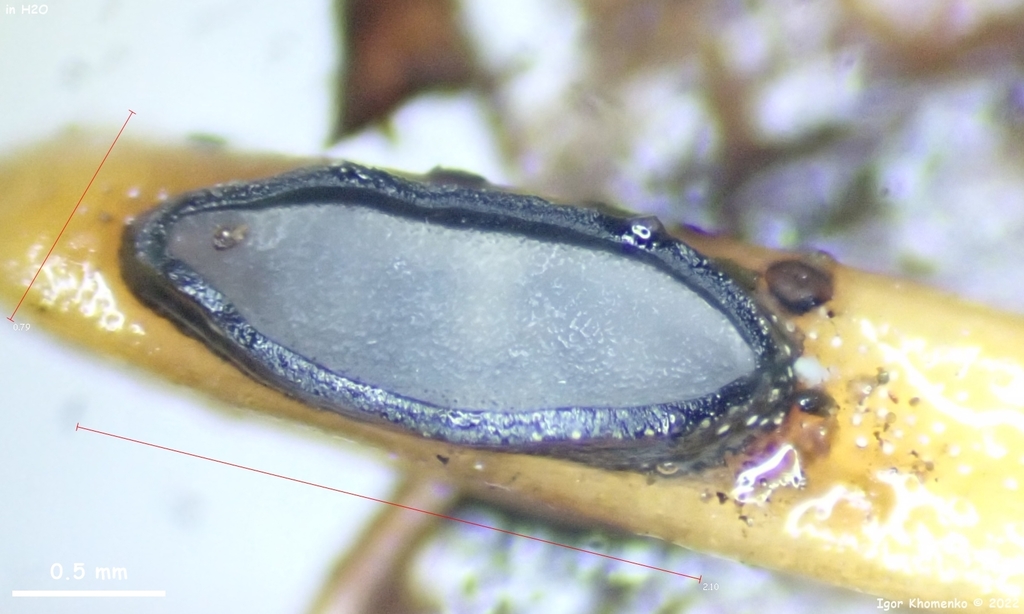 Lophodermium piceae from Greenbelt, Ottawa, ON, Canada on April 15 ...