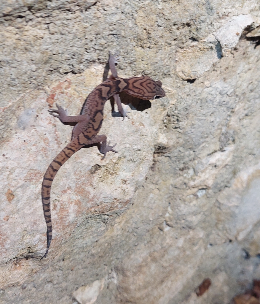 Yucatán Banded Gecko from Tinum, Yuc., México on April 13, 2022 at 11: ...