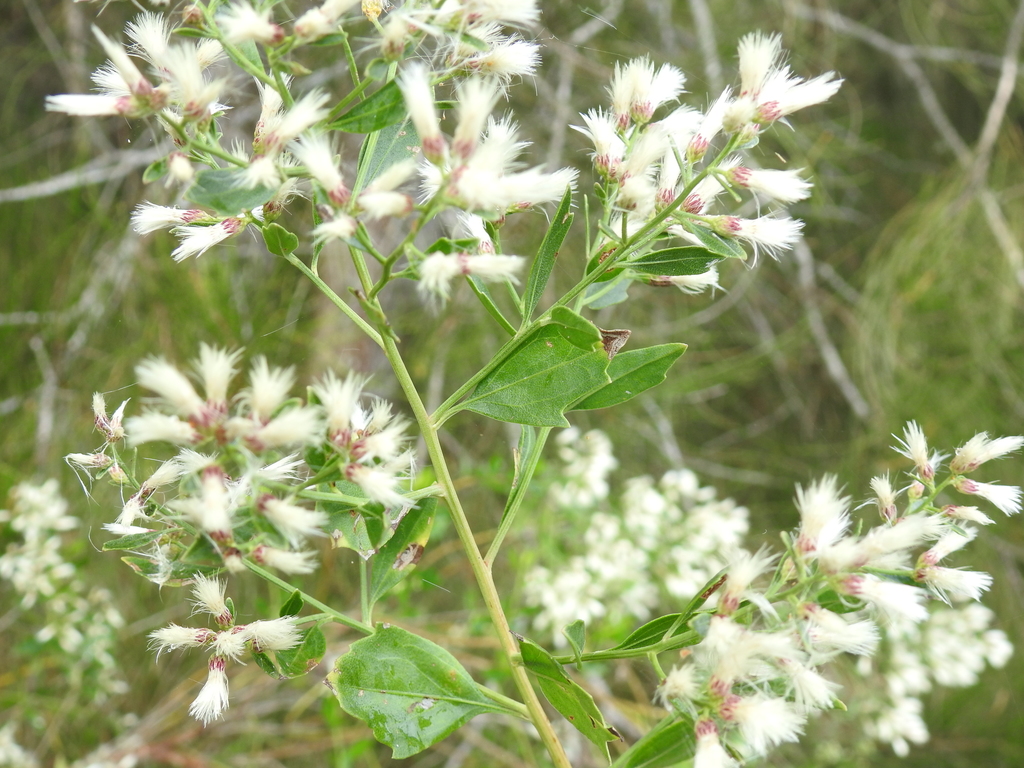 groundsel tree from Tin Can Bay QLD 4580, Australia on April 25, 2022 ...