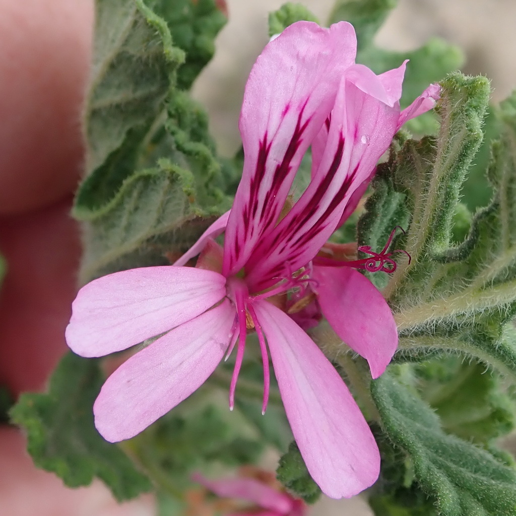 oak-leaved geranium from Heaven in the Langkloof, Western District ...