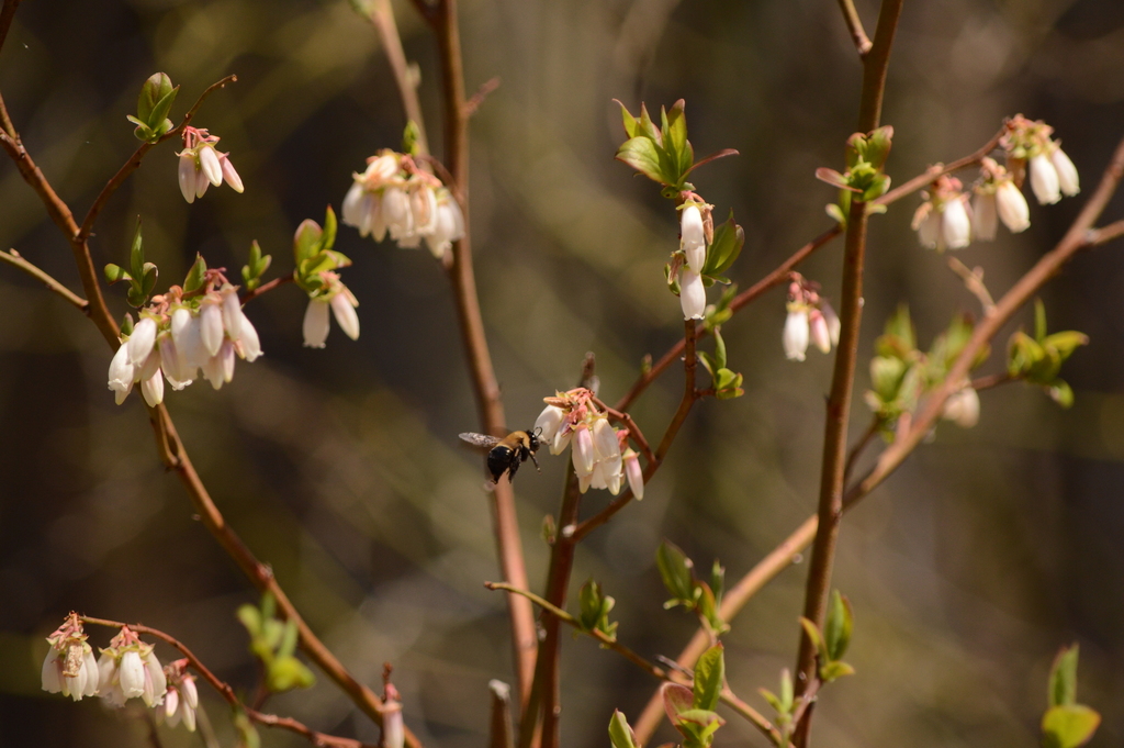 Blueberry Digger Bee in April 2022 by Kristina Necovska · iNaturalist
