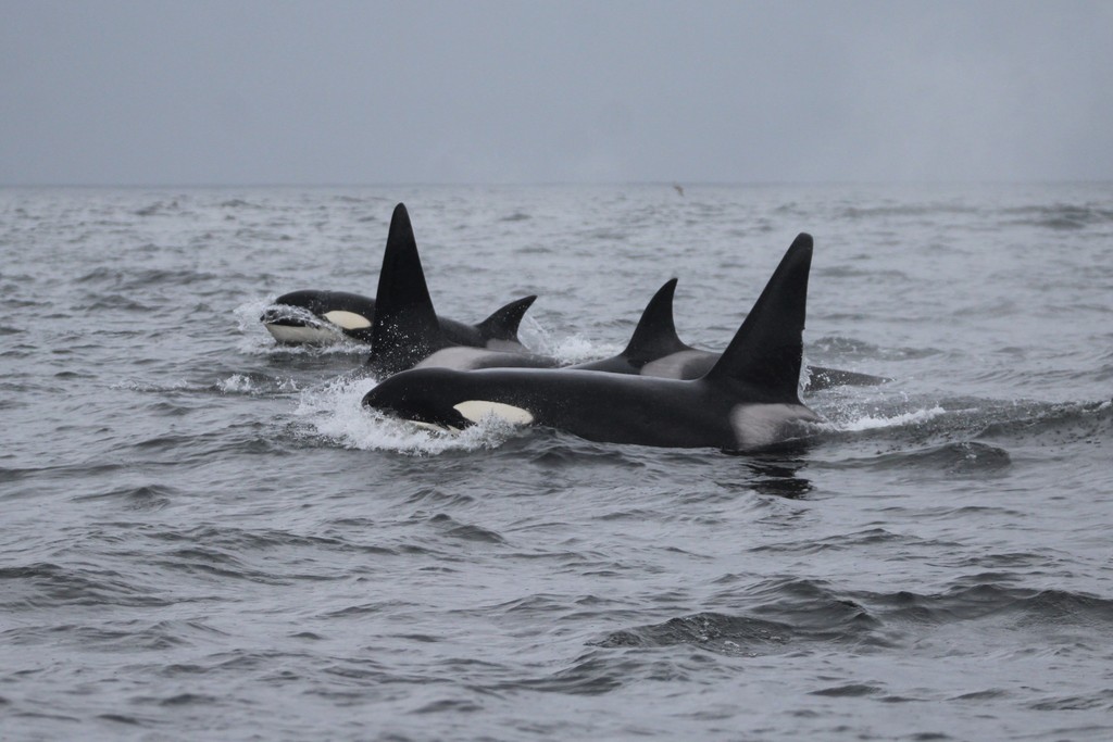 Orca on April 21, 2022 at 12:27 PM by patpatasaur. CA 51s · iNaturalist