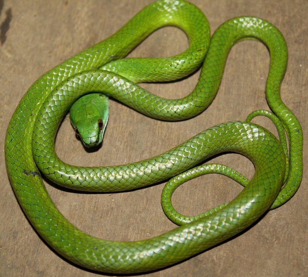 Common Green Racer from Parcela 4, Monterrey, 17100, Perú on February ...