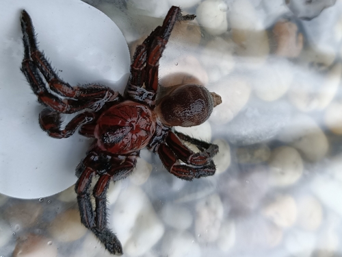 Cryptoforis hughesae · iNaturalist