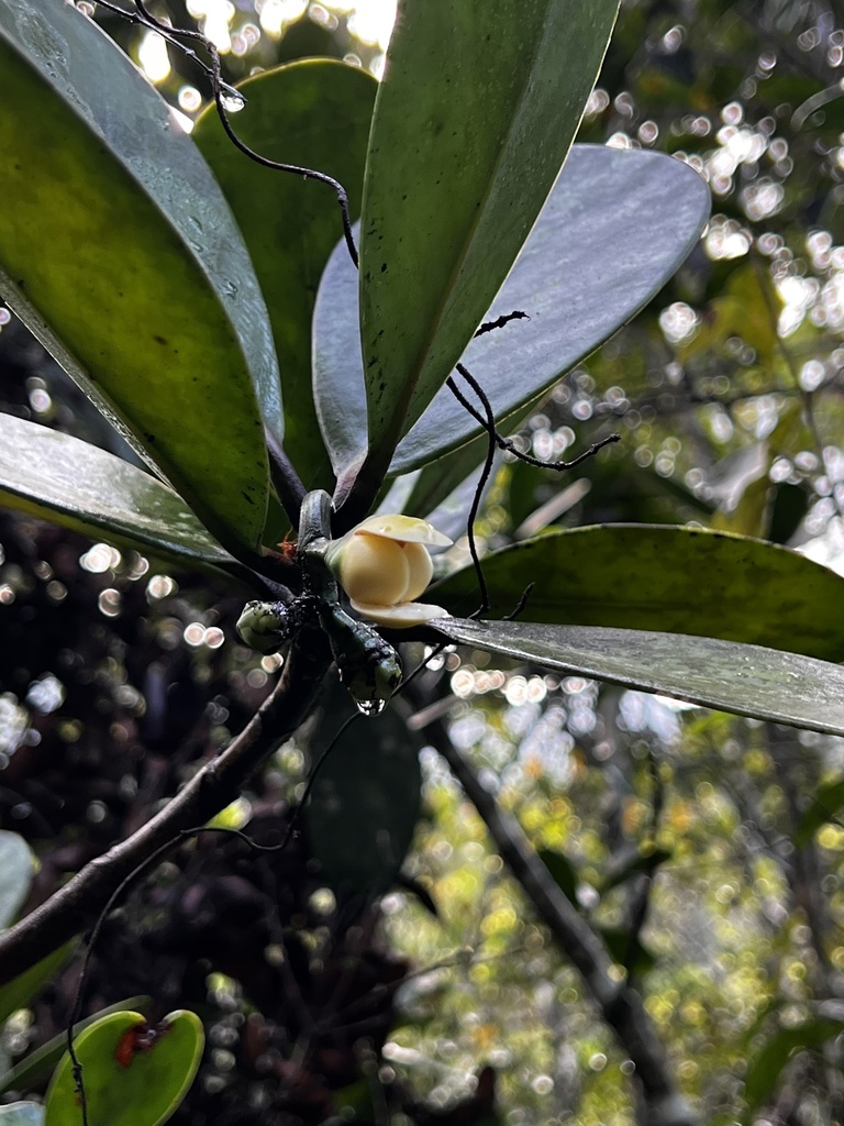attorney trees from Jamaica, Saint Andrew, Surrey County, JM on April ...