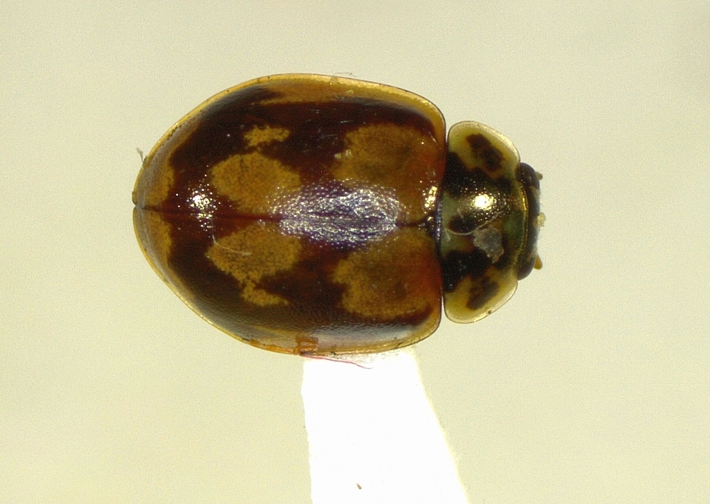 Painted Ladybird from Nanaimo, BC, Canada on April 24, 2022 by Scott ...