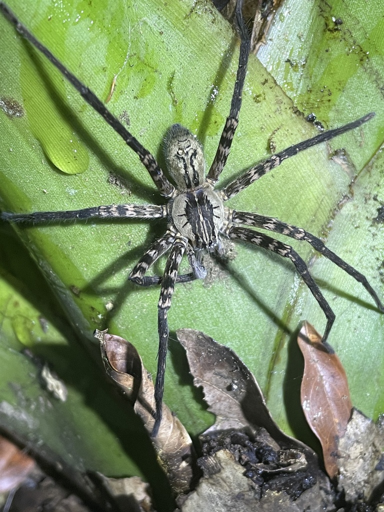 Red-thighed Bromeliad Spider from Sendero Universal, Sarapiqui, Heredia ...